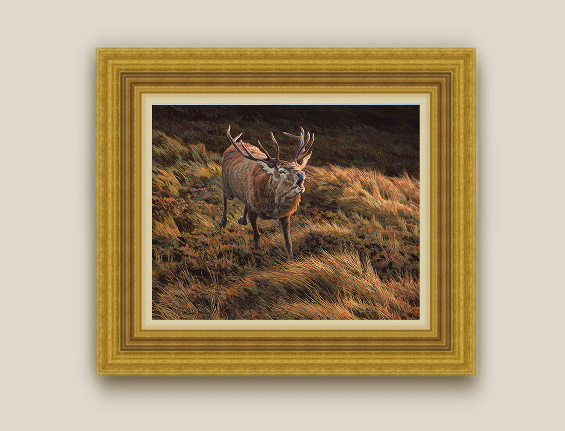 "The Charge " Red Deer Stag Print - Framed Red Deer Stag Prints ...